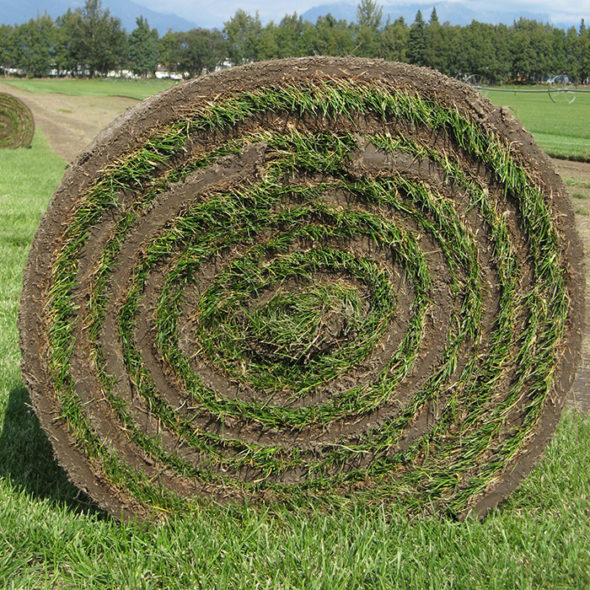 Alaskan Turfgrass Sod | Country Garden Farms